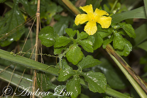 Balsam Apple or Balsam Pear | Project Noah