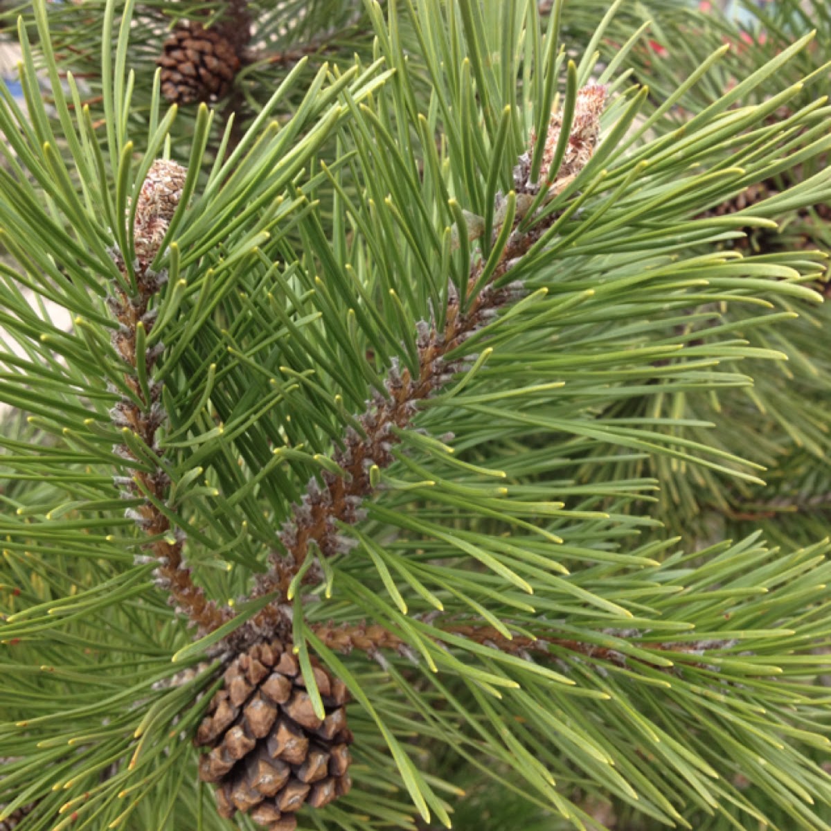 Scotch pine | Project Noah