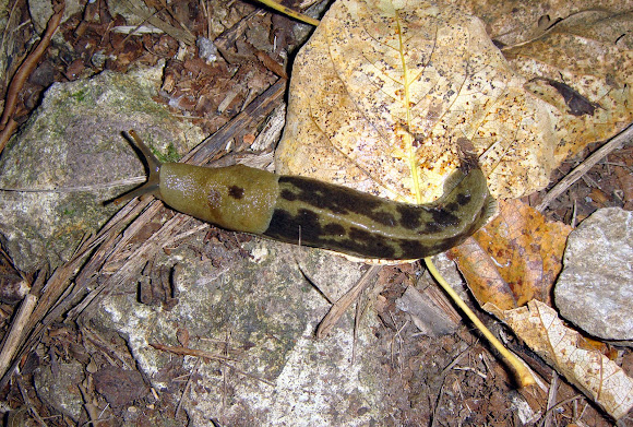 Pacific banana slug | Project Noah