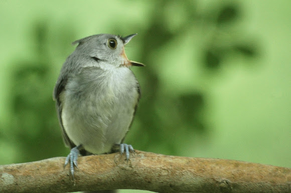 Tufted Titmouse (juvenile) | Project Noah