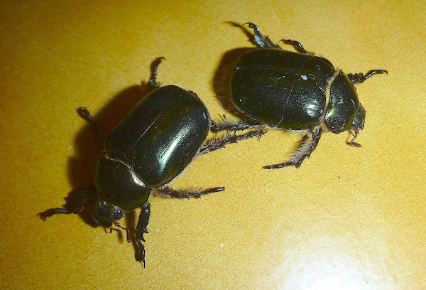 Green Metallic Scarab | Project Noah