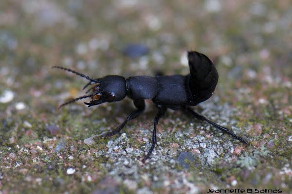 Devil's coach horse beetle | Project Noah