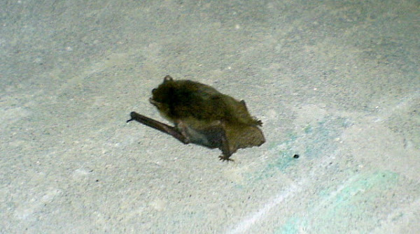 vesper bat | Project Noah