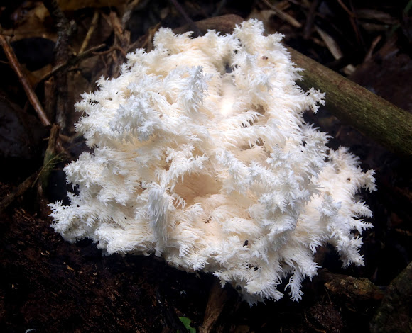 Bear's head. Fungi coral. Hongo coral | Project Noah