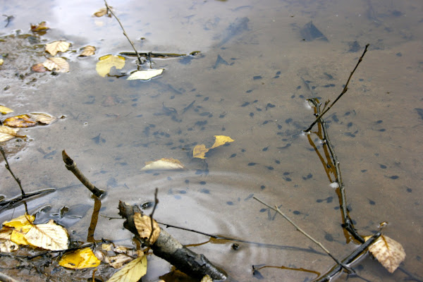 Fowler's Toad (tadpoles) | Project Noah