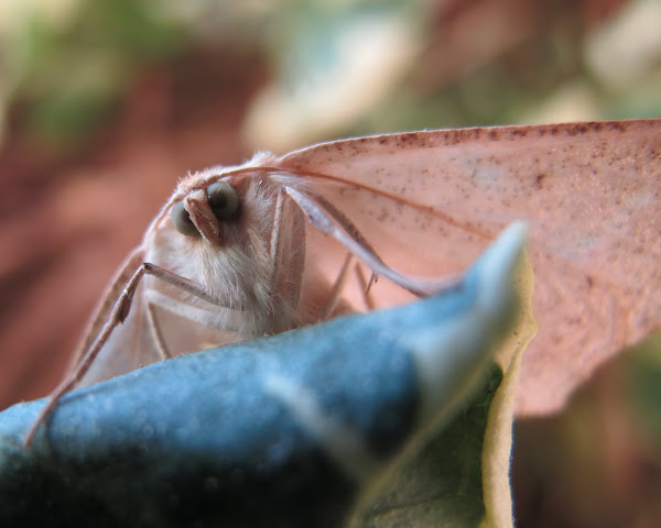 Omnivorous Looper | Project Noah