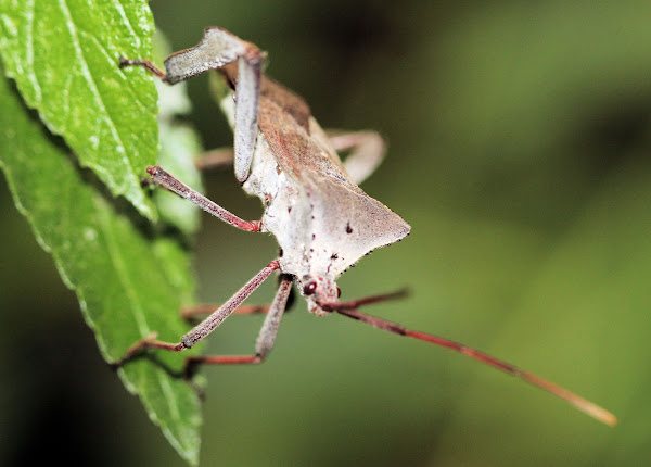 Giant Leaf-Footed Bug | Project Noah