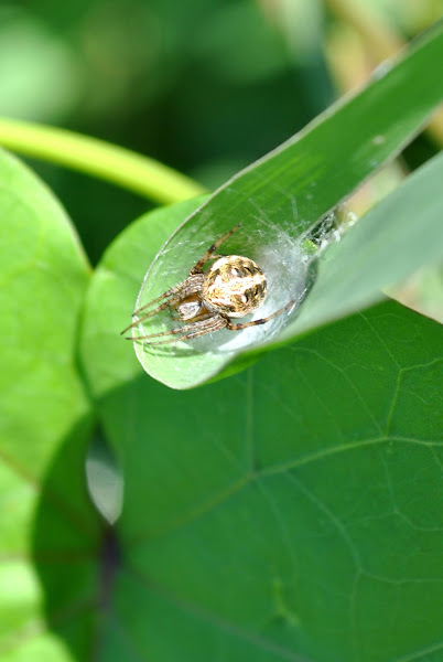 Arabesque orb weaver | Project Noah
