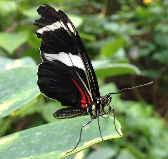 Antiochus Longwing | Project Noah