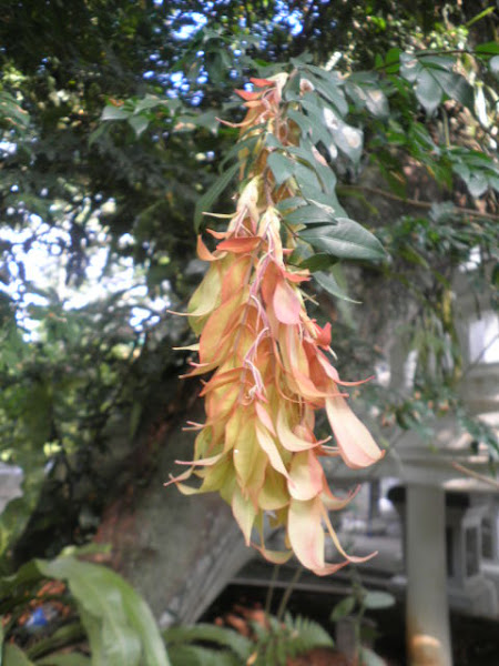 Cynometra Manii Oliv ( Caes ) / Sapu Tangan tree ( indonesia ...