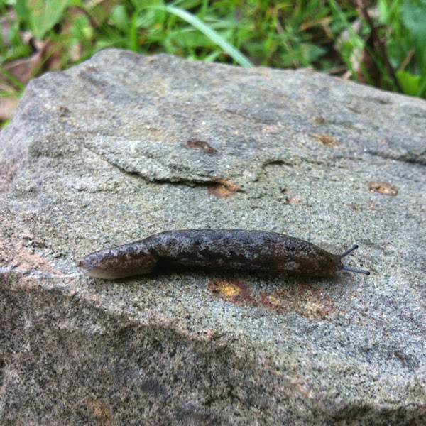 leopard slug | Project Noah