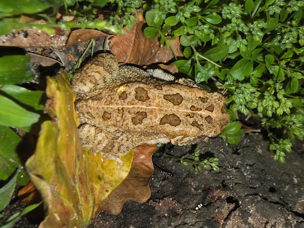 African common toad | Project Noah