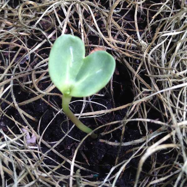 Maya Sunflower | Project Noah