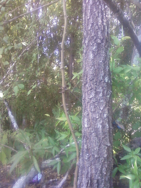 Eastern Fence Swift | Project Noah