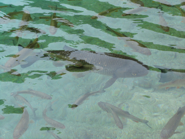 Common carp | Project Noah