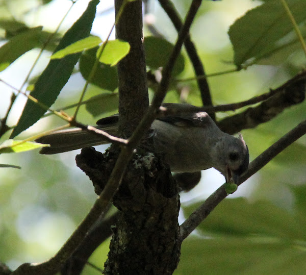 Tufted Titmouse | Project Noah