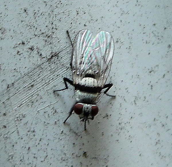 Root- maggot fly | Project Noah
