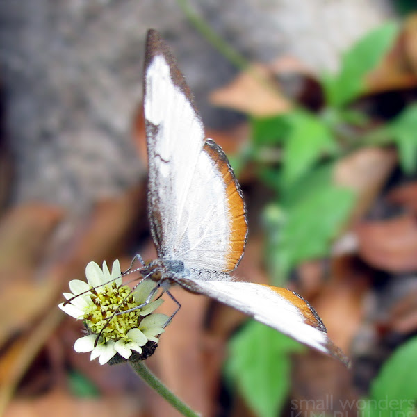 Common Mestra | Project Noah