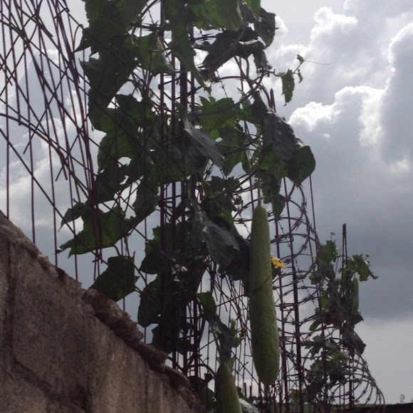 Planta de pashte | Project Noah