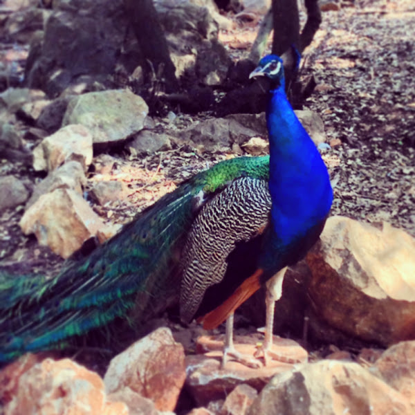 Blue Peafowl | Project Noah