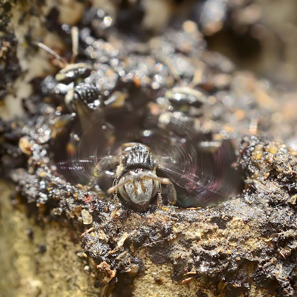 Mosquito bee | Project Noah