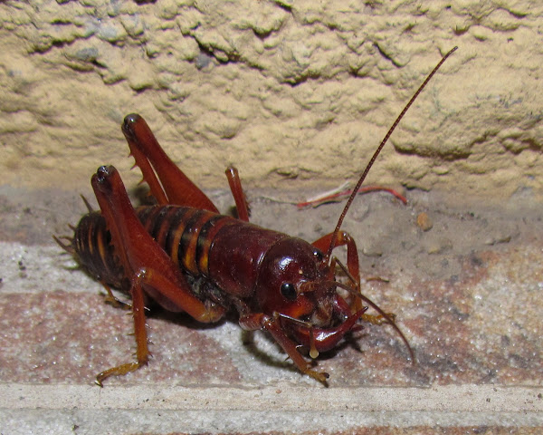 King cricket aka Parktown Prawn | Project Noah