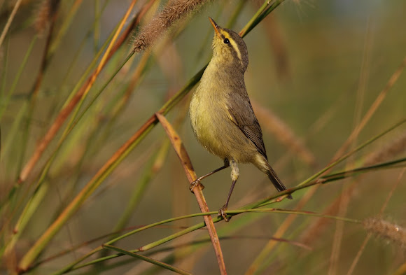 Tickell's Leaf Warbler | Project Noah