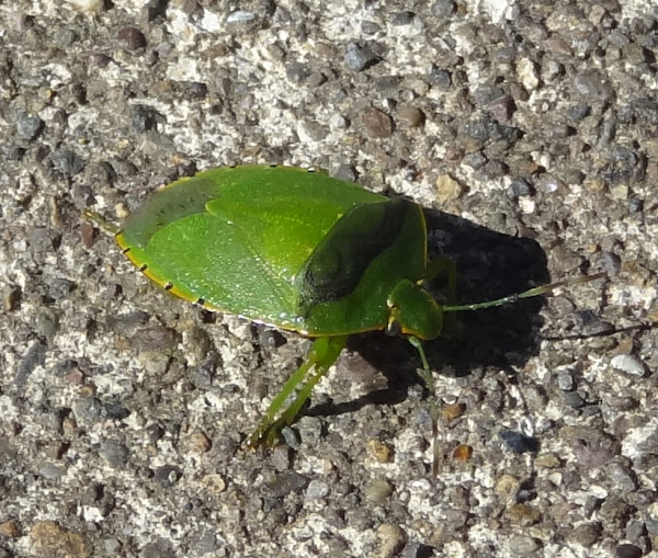Green Stink Bug | Project Noah