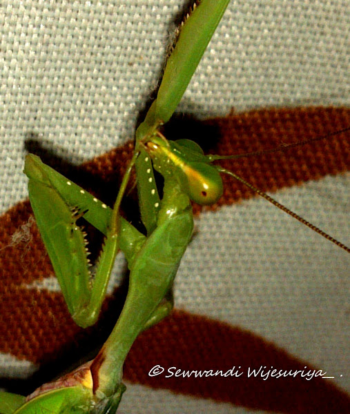 Praying mantis | Project Noah