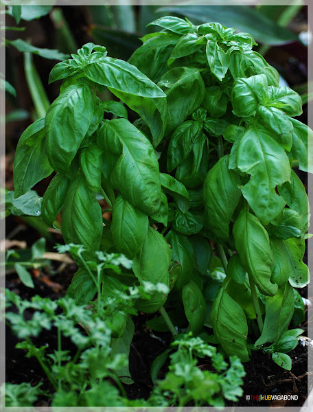 Basil | Project Noah