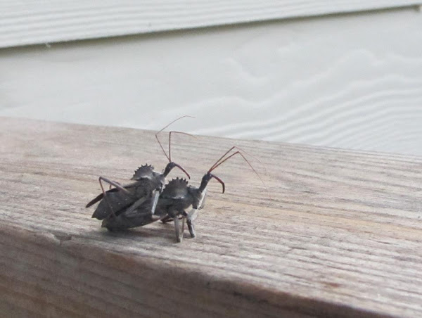 Wheel Bugs (mating) | Project Noah
