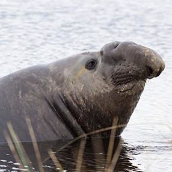 Northern Elephant Seal | Project Noah