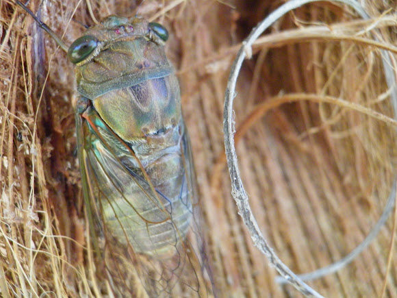 morning cicada | Project Noah