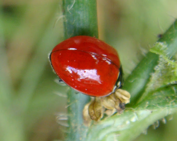 Western Blood-Red Lady Beetle | Project Noah