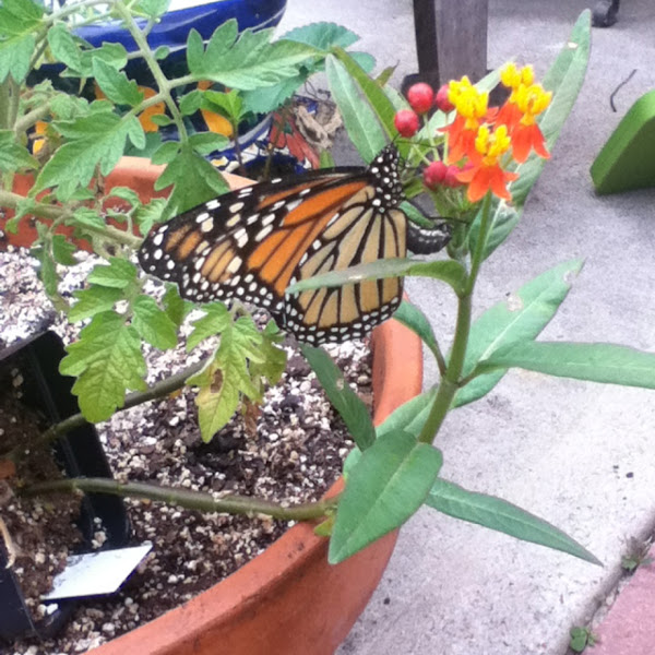 Monarch butterfly | Project Noah