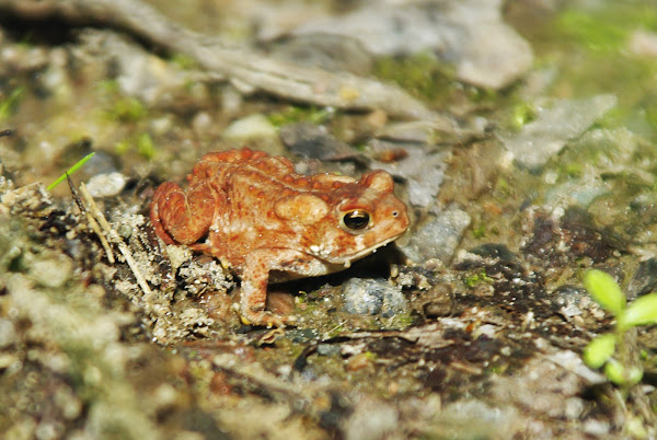 American Toad | Project Noah