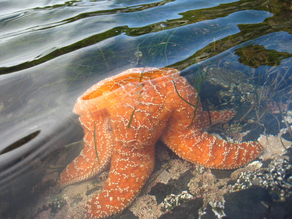 Ochre Star | Project Noah