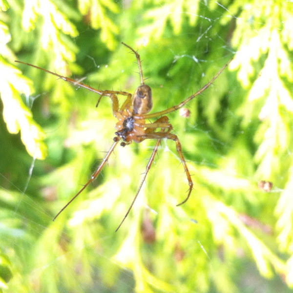 Autumn spider, herfstspin (male and female) | Project Noah