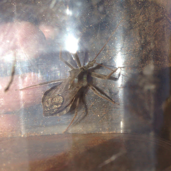 Wheel Bug | Project Noah