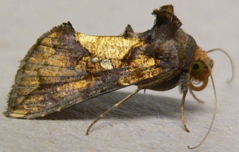 Golden Looper Moth | Project Noah