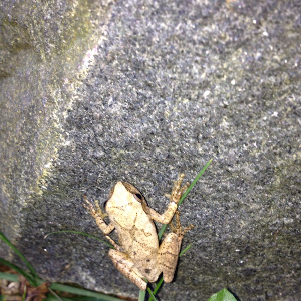 Northern Spring Peeper | Project Noah