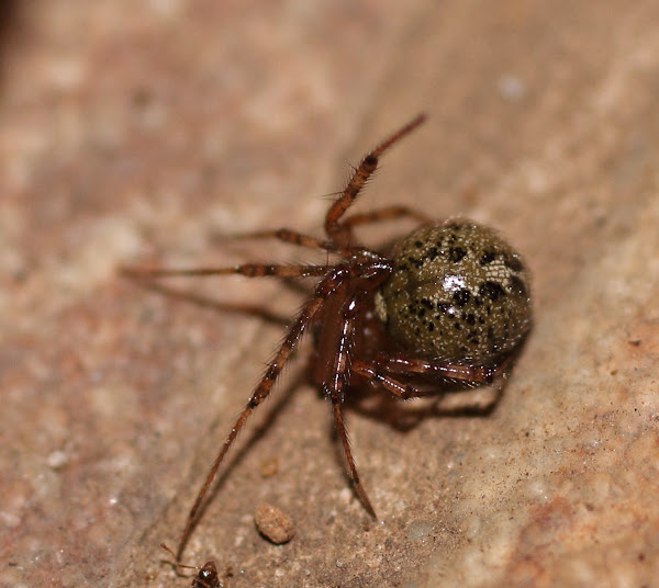 False house button spider | Project Noah