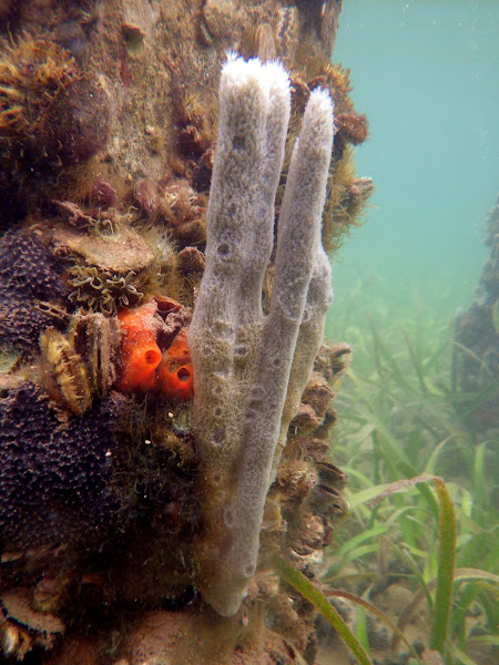 Sponge | Project Noah