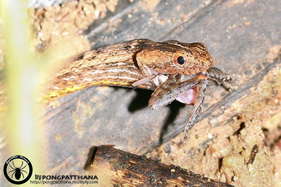 Common Mock Viper | Project Noah