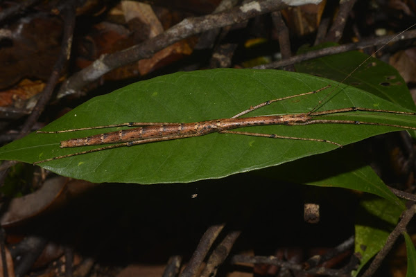 Stick Insect, Phasmid - Female | Project Noah