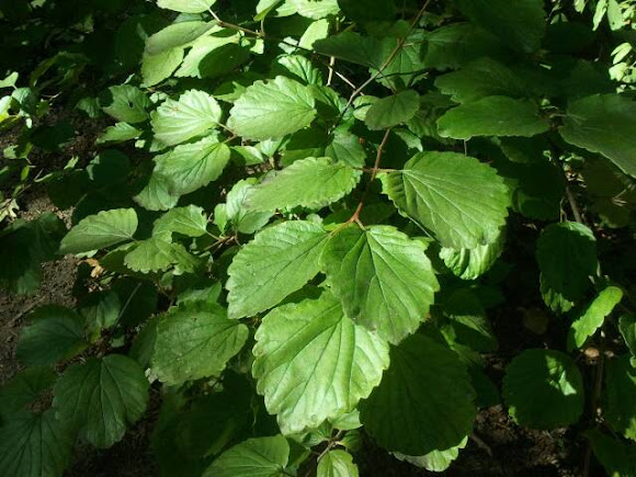 California Hazelnut | Project Noah