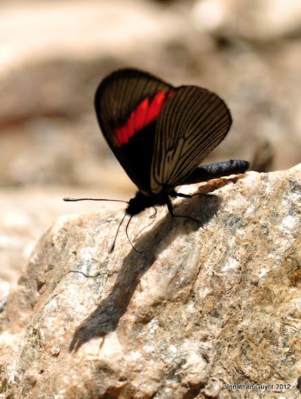 Abananote erinome | Project Noah