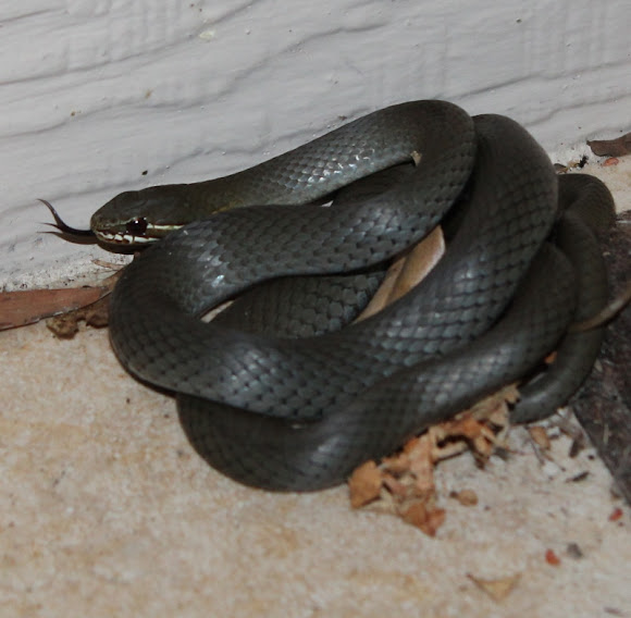 Marsh Snake | Project Noah