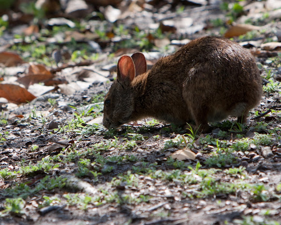 Marsh Rabbit | Project Noah