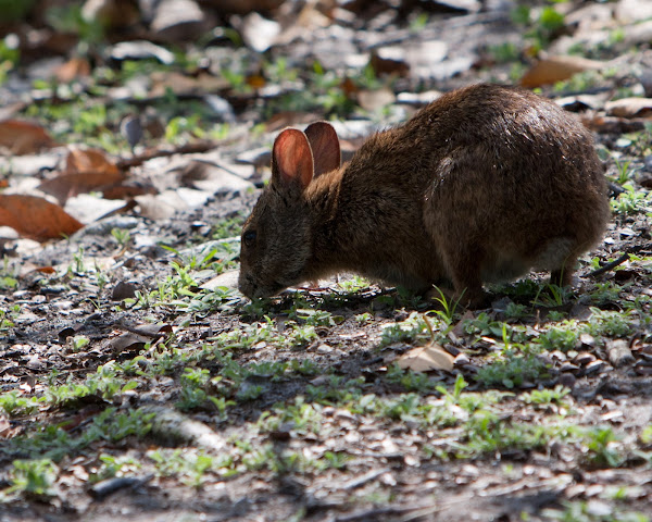 Marsh Rabbit | Project Noah